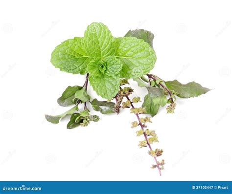 Basilico Tulsi E Menta Nel Gruppo Su Bianco Isolato Immagine Stock