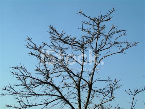 바다 갈 매 나무속 스톡 사진 Freeimages