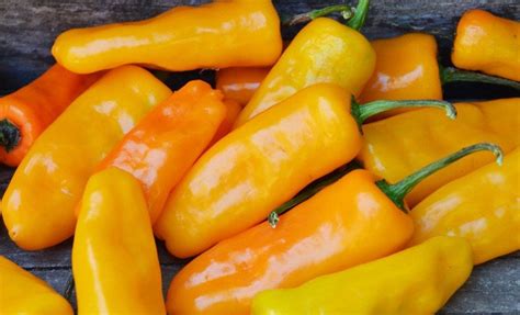 Datil Pepper Seeds Etsy