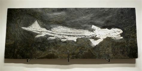 Orthacanthus Lebachacanthus Fossil Shark Permian Architectural Fossils