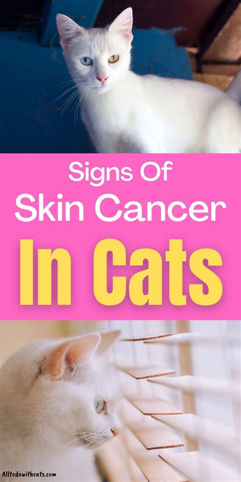 Signs Of Skin Cancer In Cats At Neil Hanneman Blog