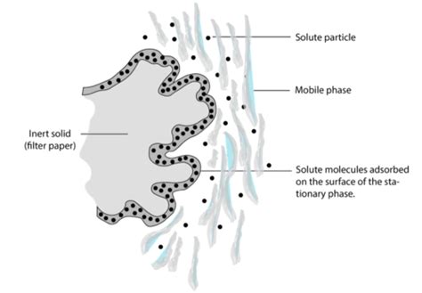 Thin Layer Chromatography Techniques Flashcards Quizlet