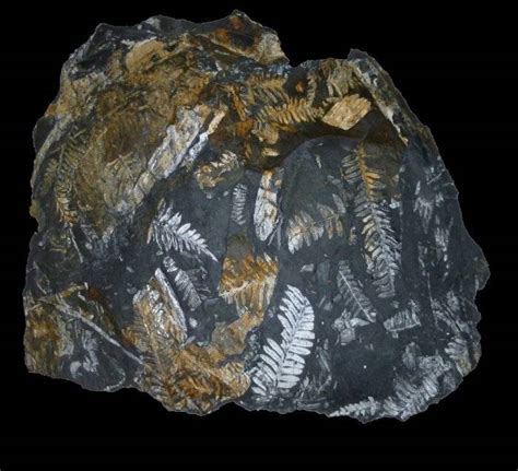 What Is A Fossil Facts About Fossils Types Of Fossils And Where To Find Fossils