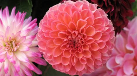 Flor Nacional de México Dalia Acocoxochitl México Y Turismo