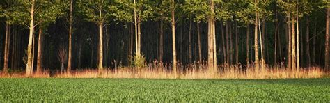 Mitigation Credits 101 Understanding The Basics Of Environmental Offsets