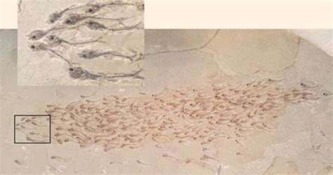 10 Of The Most Fascinating Fossils Ever Found