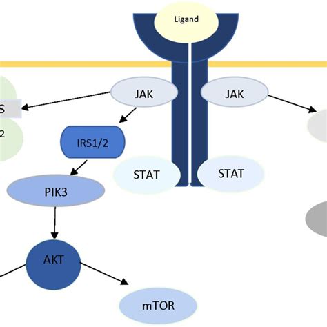 A Schematic Presentation Of Jak Stat Pathway In Cancer Cells For The