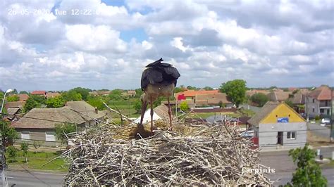 Cuib Berze Carpinis Judetul Timis Transmisiune Live Din Cuibul De