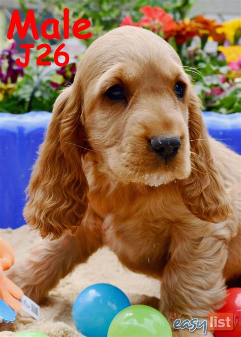 Cocker Spaniel Puppies For Sale