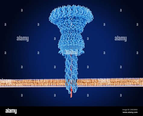Illustration Of The Injectisome Blue Of A Salmonella Sp Bacterium