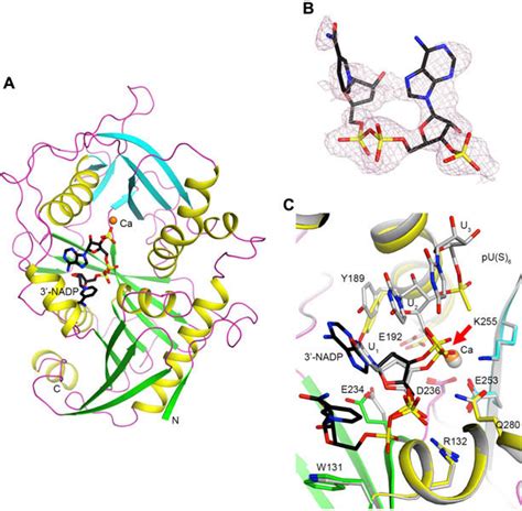 Crystal Structure Of Mouse Dxo In Complex With 3′ Nadp Download