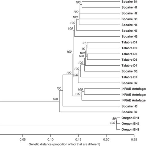 Nuclear Single Nucleotide Polymorphism Snp Phylogenetic Download Scientific Diagram