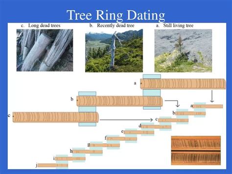 PPT Tree Ring Dating PowerPoint Presentation Free Download ID
