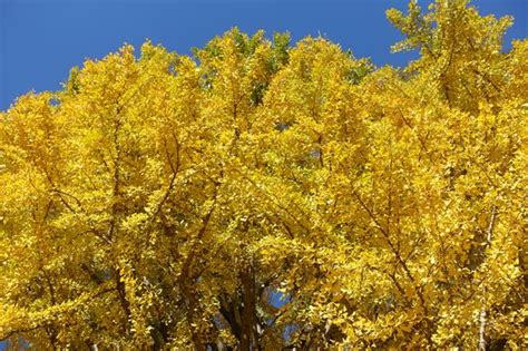 野川公園の紅葉 2024年の見頃と現在の色づき状況は 歩いてみたブログ