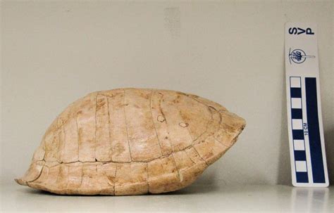 Turtle Shells Help Decode Complex Links Between Modern Fossil Species