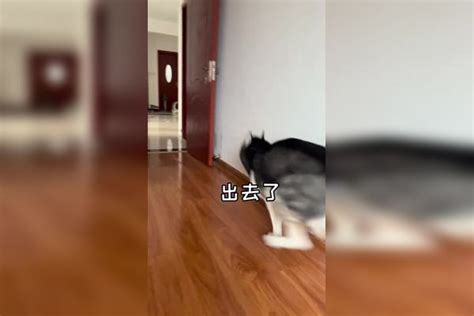 养只哈士奇每天都是快乐的一天 西伯利亚雪橇犬哈士奇