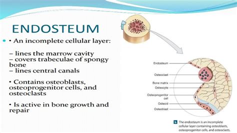 Anatomy Of Bone Cartilage Copy Presentation Ppt