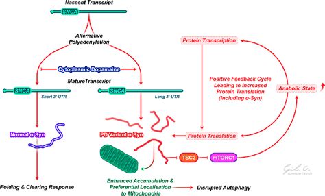 Table 1 From Protein Translation In The Pathogenesis Of Parkinsons