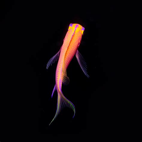 SALE ハナゴンベ 海水魚専門店 ceppo onlinestore