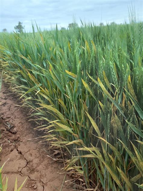 2024 OSU Wheat Plot Tours And Wheat Status WORLD OF WHEAT