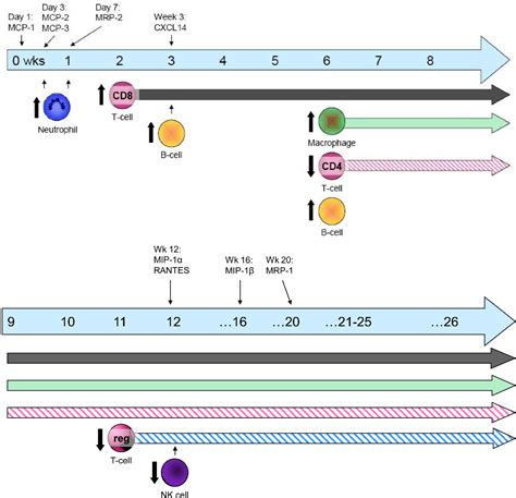 Figure 1 From The Role Of Chemokines In Recruitment Of Immune Cells To