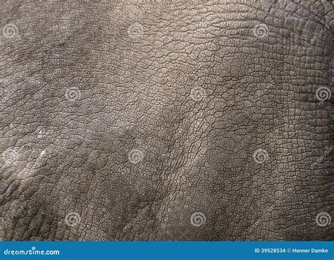 Close Up View Of Rhino Skin Stock Photo Image Of Detail Background