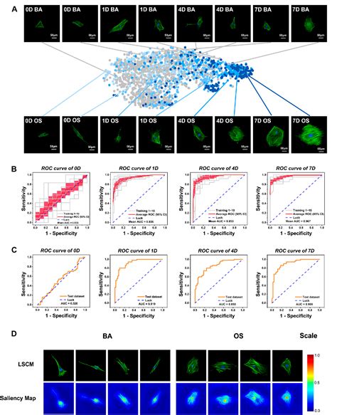 Figure 1 From Morphology Based Deep Learning Approach For Predicting Osteogenic Differentiation