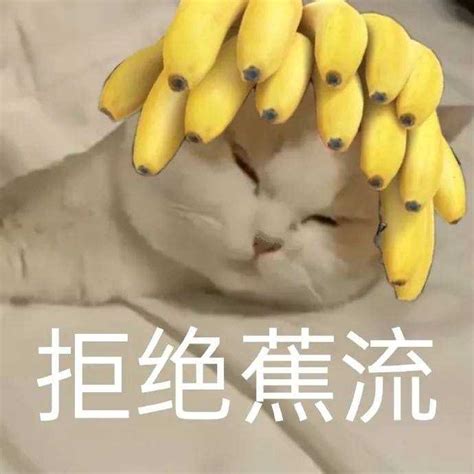 为什么大家都在说intp是猫？ 知乎
