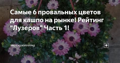 Самые 6 провальных цветов для кашпо на рынке Рейтинг Лузеров Часть 1 Pro САД Волгоград Дзен