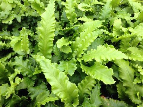 Asplenium Scolopendrium Angustatum Far Reaches Farm