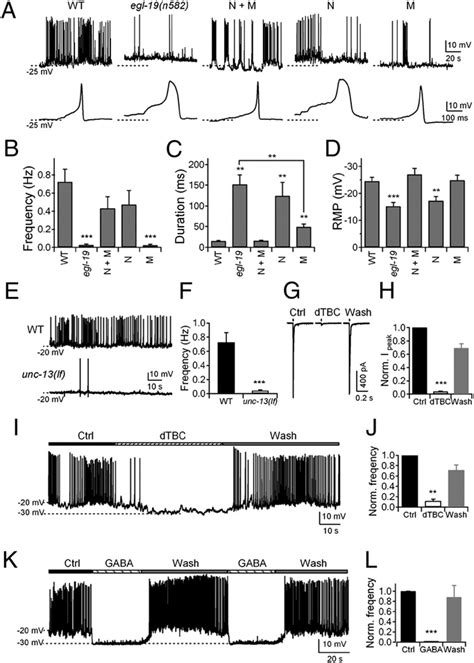 Neuronal Activity Modulates Spontaneous Action Potential Frequency In Download Scientific