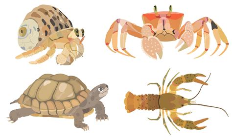 만화 벡터 게 소라게 거북과 흰색 배경에 녹색 가재 그림 설정 프리미엄 벡터