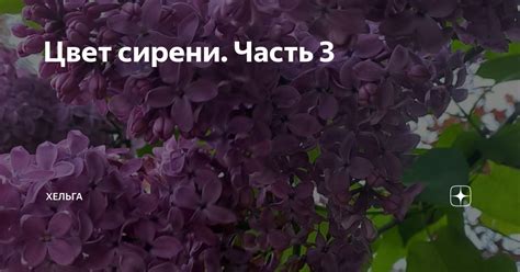 Цвет сирени. Часть 3 | Хельга | Дзен