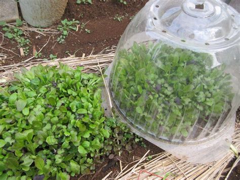 残り少ない冬野菜 ISAZY菜園