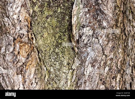 Macro Photograph Featuring A Close Up View Of Tree Bark Displaying