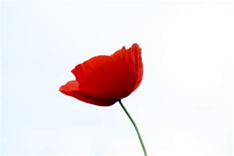 Red Poppy Free Stock Photo Public Domain Pictures