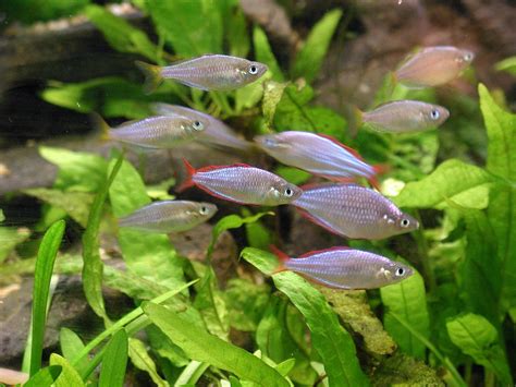 Imagen Gratis Acuario Plantas Peces