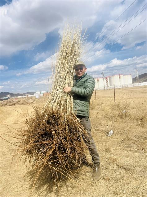 Цэнгэний Улиасны тухай сонирхолтой 10 баримт “Ургадаг мод” үржүүлэг🌲 85809000 1 Дэлхий