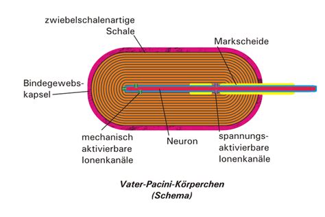 Lamellar Corpuscles Psychology Wiki Fandom Powered By Wikia