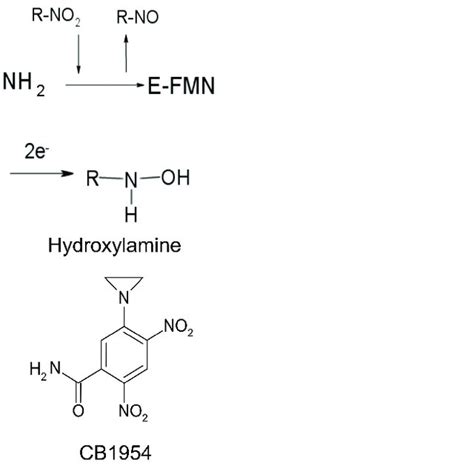 Nfsa Reaction And Selected Substrates A Bi Bi Substituted Reaction