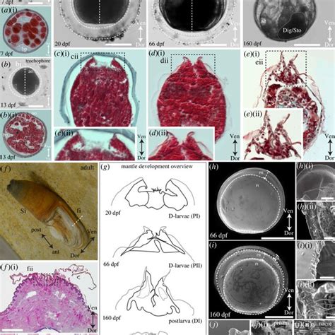 Development Specific Downstream Effectors Control Larval Shell