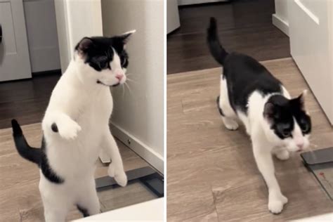 Cats Hysterical Reaction To Human In Bath Has Tiktokers In Tears