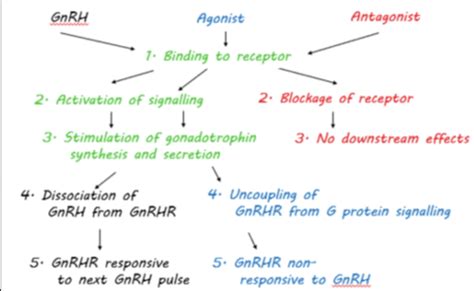 Hypothalamic Pituitary Gonadal Axis I Flashcards Quizlet