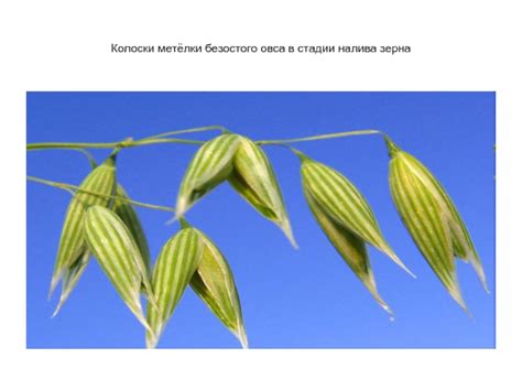 Овёс. Описание сортов