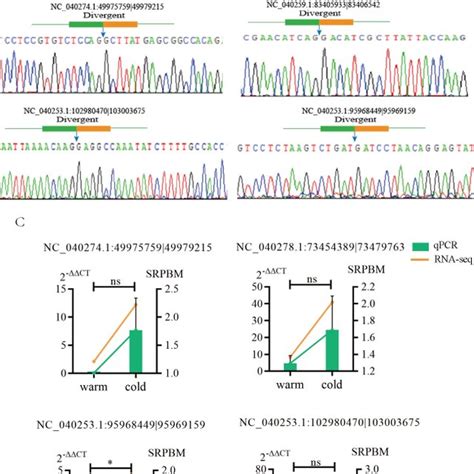 Verification Of Randomly Selected Six CircRNAs From RNA Seq A The Download Scientific