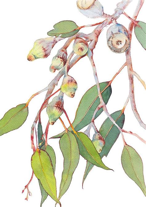 Eucalyptus Print A5 10x8 A4 14x11 A3 Australian Native Plant