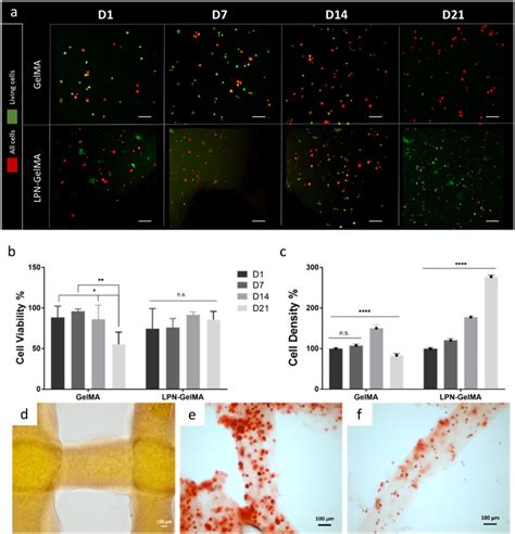 Cell Viability Proliferation And Osteogenic Capacity Of Hbmsc Laden