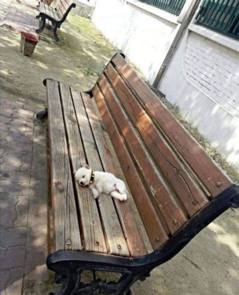 Очаровательные щенята Питомцы