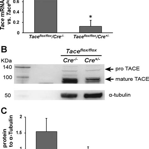 Detection Of Tace Mrna And Tumor Necrosis Factor Converting Enzyme Download Scientific Diagram