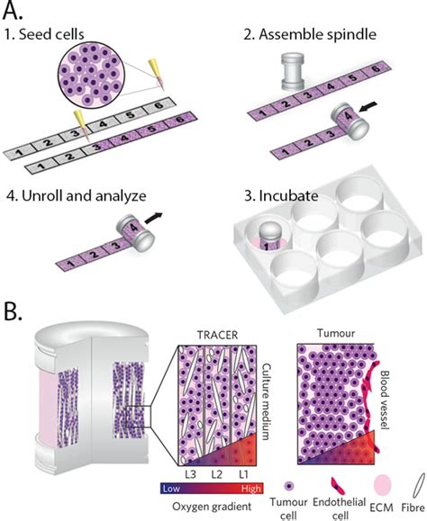 Tissue Papers Leveraging Paper Based Microfluidics For The Next